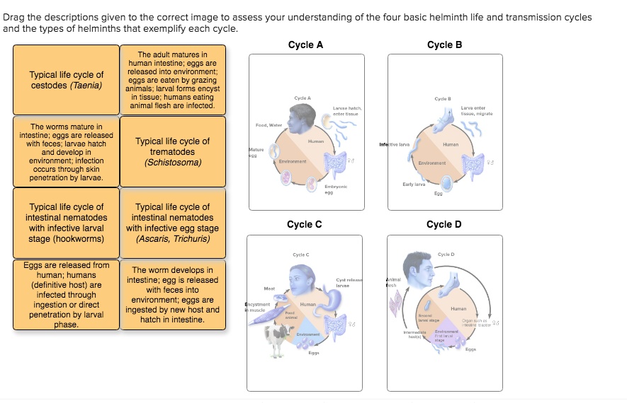 Drag the descriptions given to the correct image to assess your ...