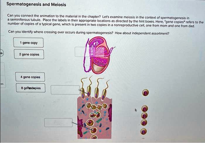 SOLVED: pls help , thank you ! ill give you a thumbs up Spermatogenesis ...