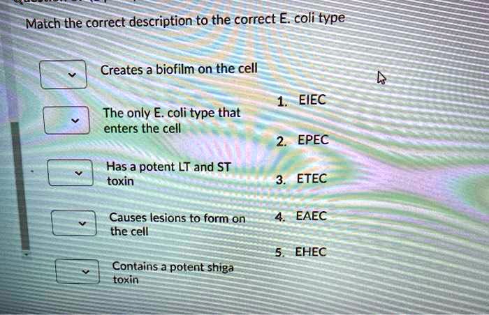 SOLVED: Match the correct description to the correct E. coli type ...