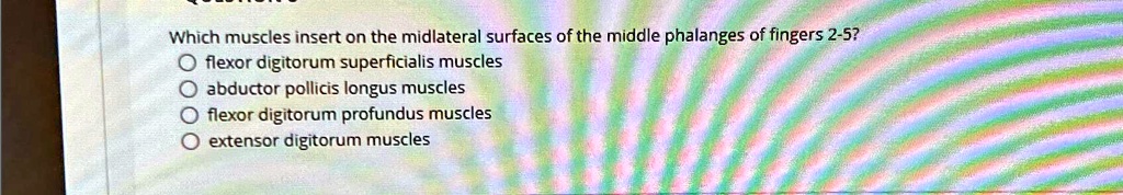 Which muscles insert on the midlateral surfaces of the middle phalanges ...