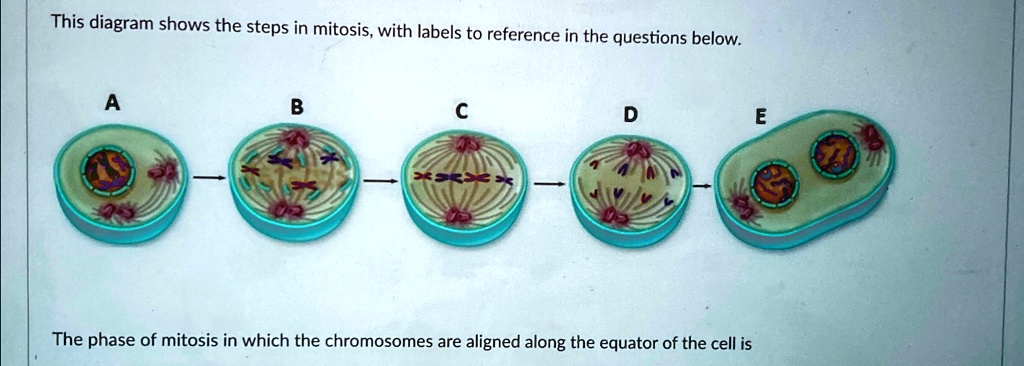 this diagram shows the steps in mitosis with labels to reference in the ...