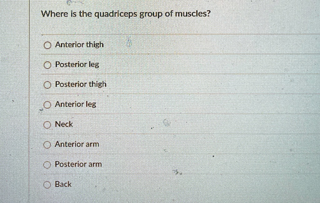 Where is the quadriceps group of muscles? Anterior thigh Posterior leg ...