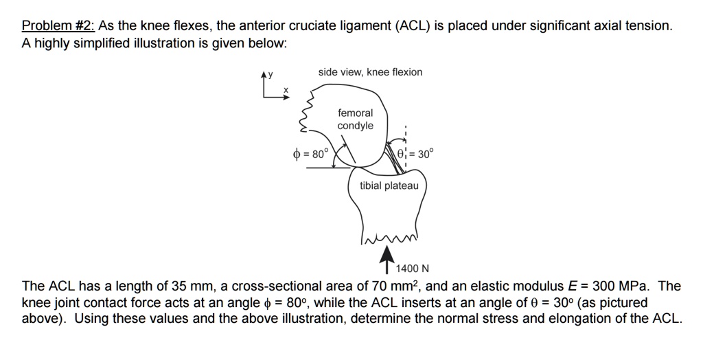 Problem #2: As the knee flexes, the anterior cruciate ligament (ACL) is ...