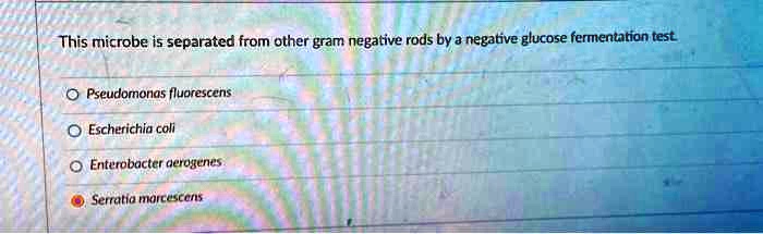 This microbe is separated from other gram negative rods by a negative ...