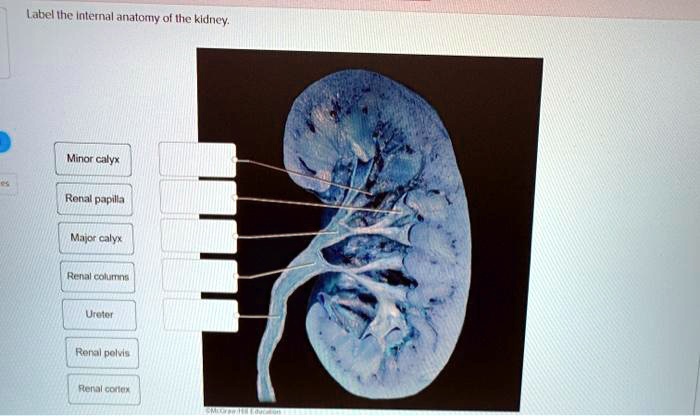 Label the internal anatomy of the kidney. Minor calyx Renal papilla ...