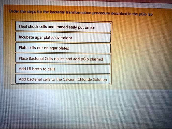 olderthe steps for the bacterial transformation procedure descrbed in ...