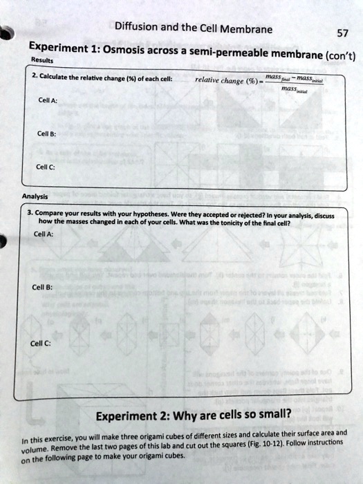 SOLVED:Diffusion and the Cell Membrane Experiment 1: Osmosis across ...