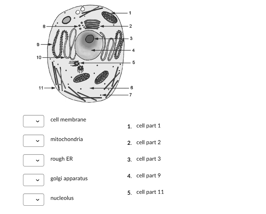 SOLVED: cell membrane cell part 1 mitochondria cell part 2 rough ER ...