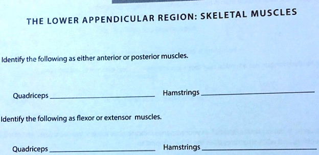 THE LOWER APPENDICULAR REGION: SKELETAL MUSCLES Identify the following ...