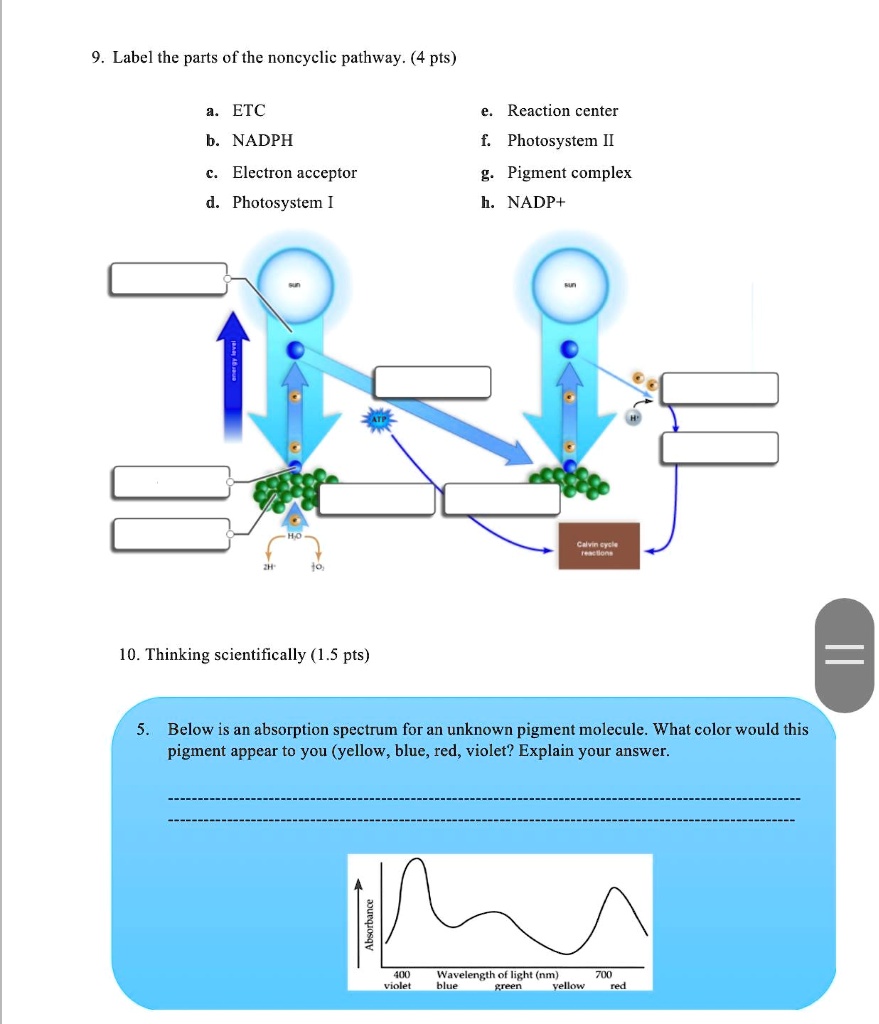 SOLVED: Label the parts of the noncyclic pathway. (4 pts) ETC Reaction ...