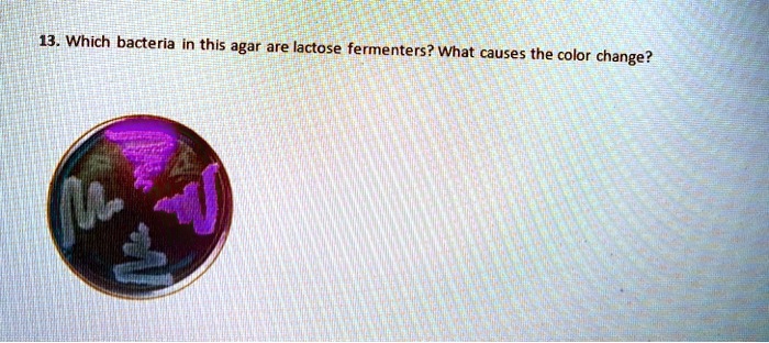 13. Which bacteria in this agar are lactose fermenters? What causes the ...