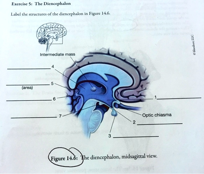 Exercise 5: The Diencephalon Label the structures of the diencephalon ...