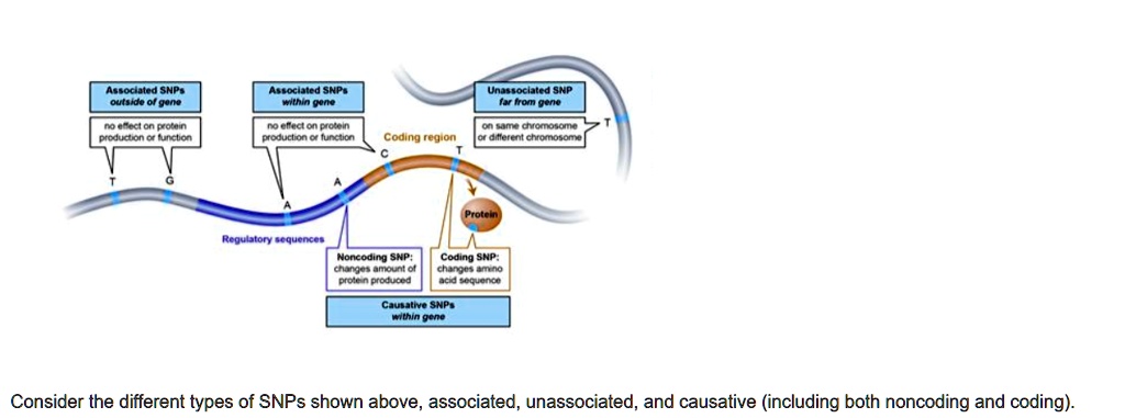which types of snps affect protein production or function for the gene ...