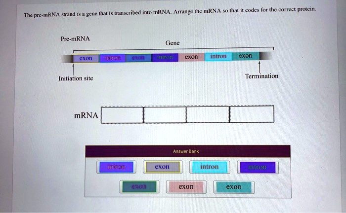 SOLVED: [ranscribed mRNA Arrange the mRNA codes for the correct protein ...