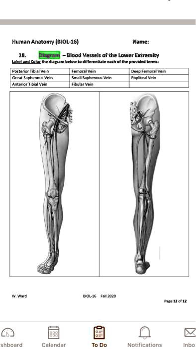 Human Anatomy (BIOL-16) 18. Name: Diagram-Blood Vessels of the Lower ...