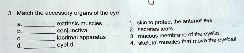 3. Match the accessory organs of the eye: a. extrinsic muscles b ...