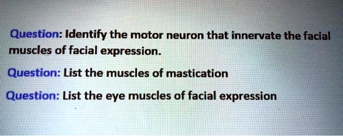 questionldentify the motor neuron that innervate the facial muscles of ...