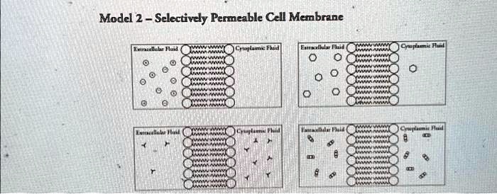 Model 2 - Selectively Permeable Cell Membrane Extracellular Fluid Cytoplasmic Fluid ...
