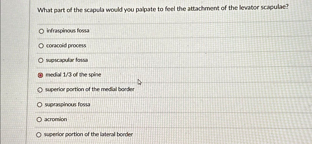 What part of the scapula would you palpate to feel the attachment of ...