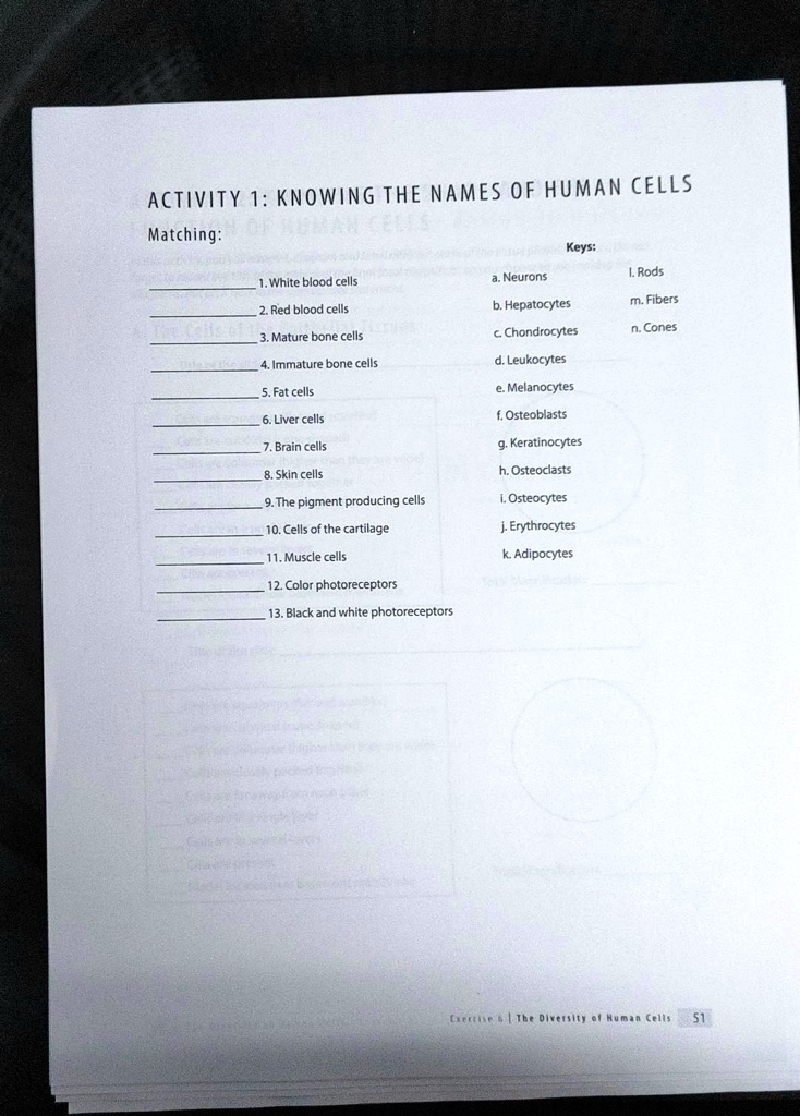 activity 1 knowing the names of human cells matching keys neurons lrods ...