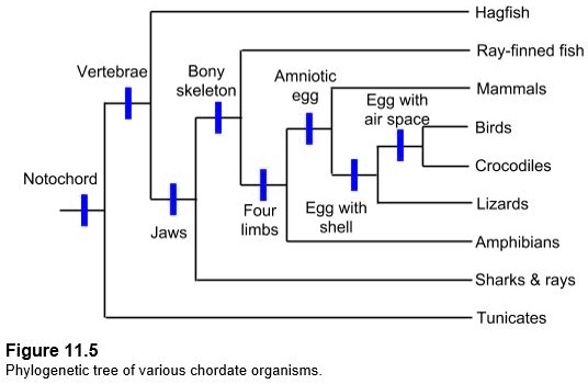 SOLVED: Hagfish Ray-finned fish Vertebrae Bony skeleton Amniotic egg ...