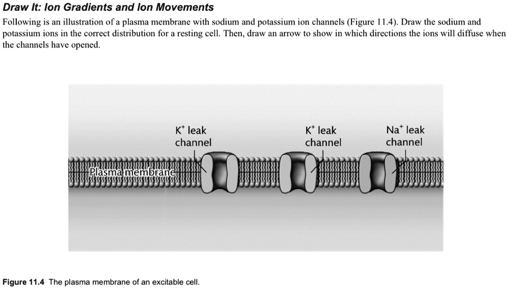 Draw It: Ion Gradients and Ion Movements Following is an illustration ...