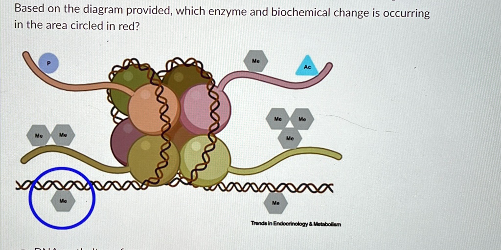 Based on the diagram provided, which enzyme and biochemical change is ...