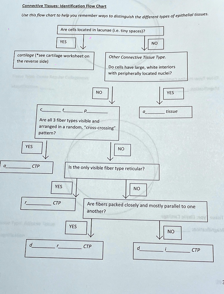 Connective Tissues: Identification Flow Chart Use this flow chart to ...