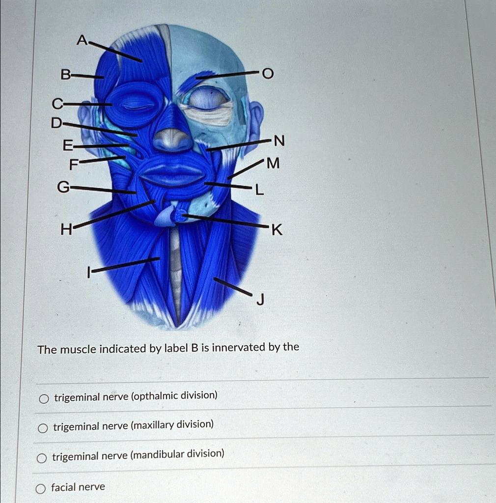 The muscle indicated by label B is innervated by the - trigeminal nerve ...