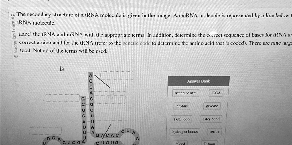 Macmillan Learning The secondary structure of a tRNA molecule is given in the image. An mRNA ...