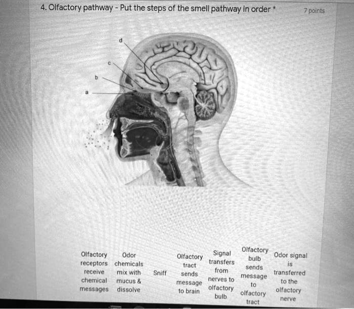Solved Olfactory Pathway Put The Steps Of The Smell Pathway In Order