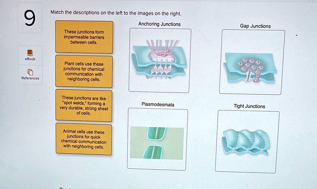 9 Match the descriptions on the left to the images on the right. These junctions form ...