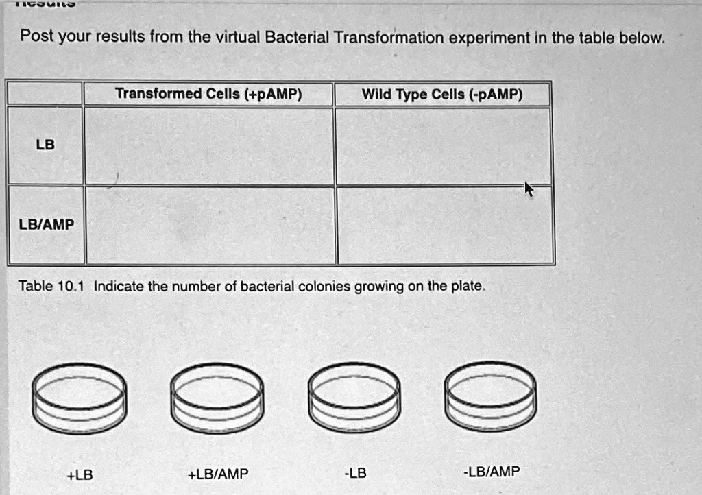 Solved Post Your Results From The Virtual Bacterial Transformation