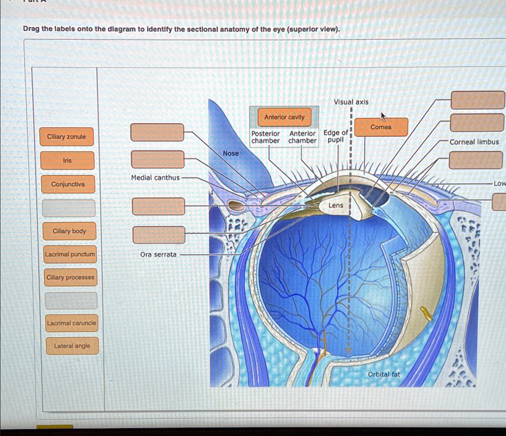 Drag the labels onto the diagram to identify the sectional anatomy of ...