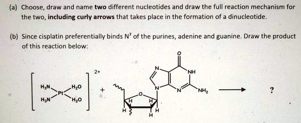 a choose draw and name two different nucleotides and draw the full ...