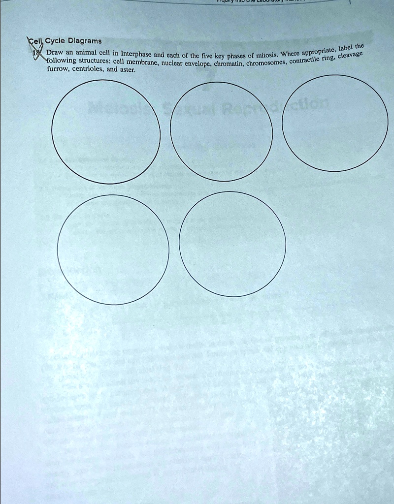 Kell, Cycle Diagrams Draw an animal cell in Interphase and each of the ...