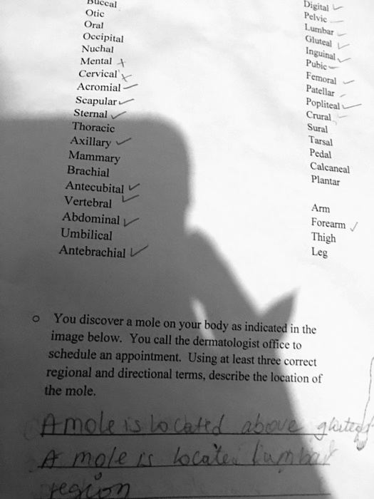 SOLVED: Occipital Nuchal Mental Cervical Acromial Scapular Sternal ...