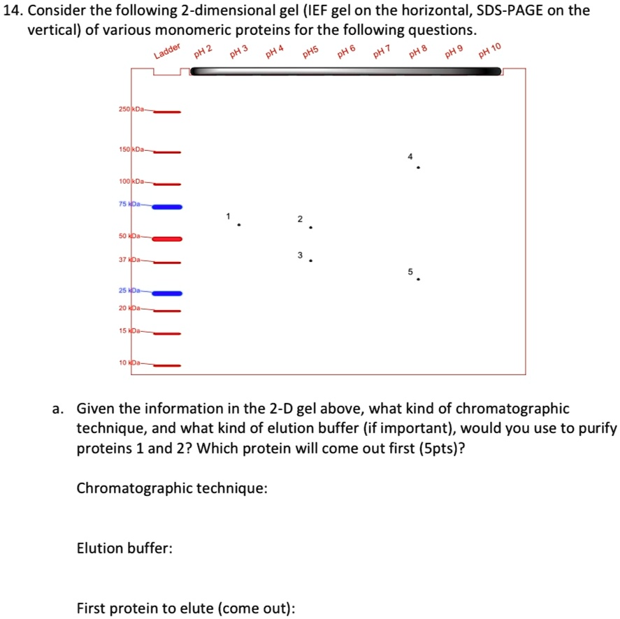 SOLVED: 14. Consider the following 2-dimensional gel (IEF gel on the ...