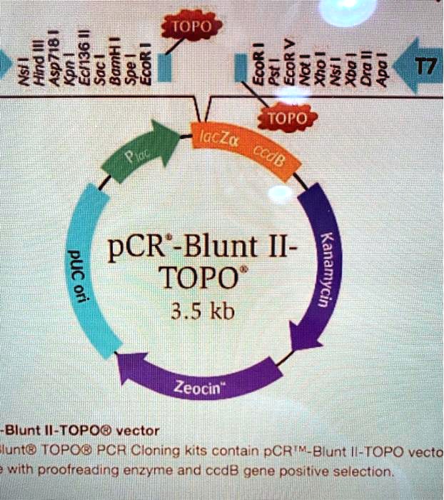 SOLVED: Draw the map for the cloning vector used in experiment 1 with ...