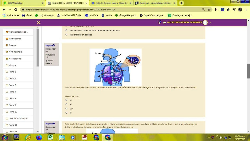 SOLVED: En el anterior esquema del sistema respiratorio el número que ...