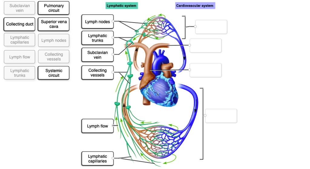 Subclavian vein Pulmonary circuit Lymphatic system Cardiovascular ...