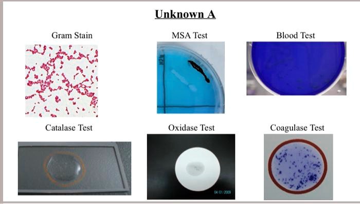 SOLVED: UnknownA MSA Test Gram Stain Blood Test Catalase Test Oxidase ...