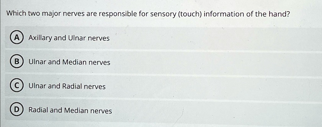Which two major nerves are responsible for sensory (touch) information ...