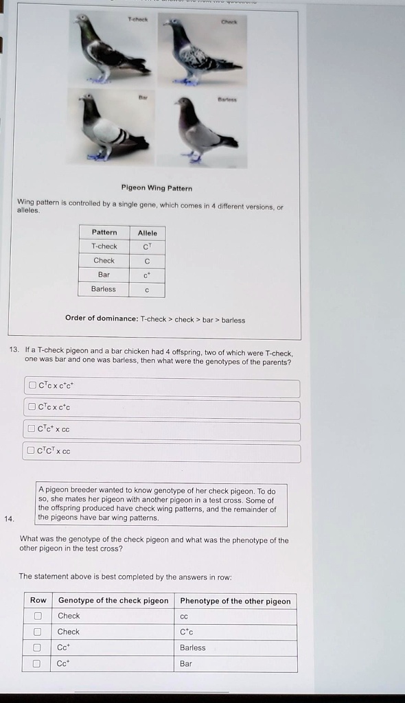 Pigeon Wing Pattern Wing pattern is controlled by a single gene, which comes in 4 different ...