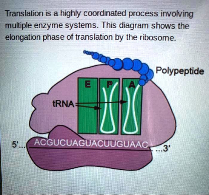 SOLVED: Translation is a highly coordinated process involving multiple ...