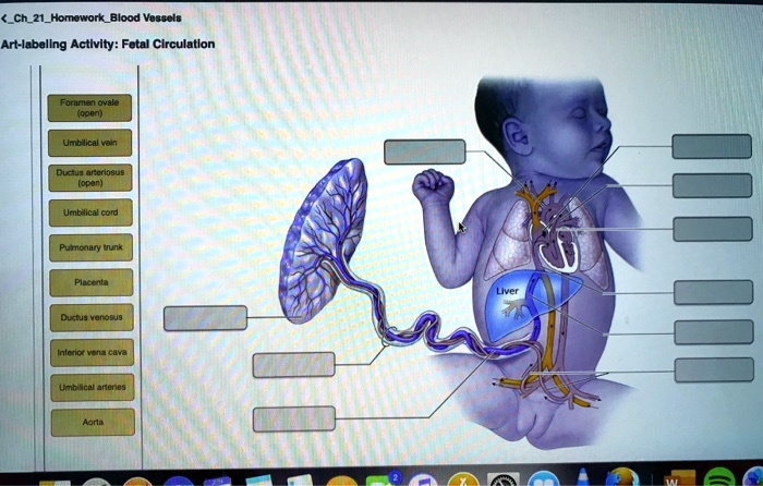 SOLVED: Drag the labels onto the diagram to identify the blood vessels and components of the ...