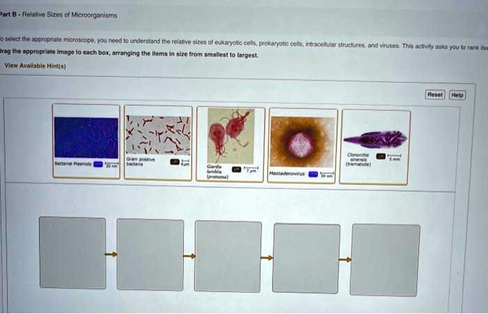 SOLVED: Texts: Part B - Relative Sizes of Microorganisms Select the appropriate microscope you ...