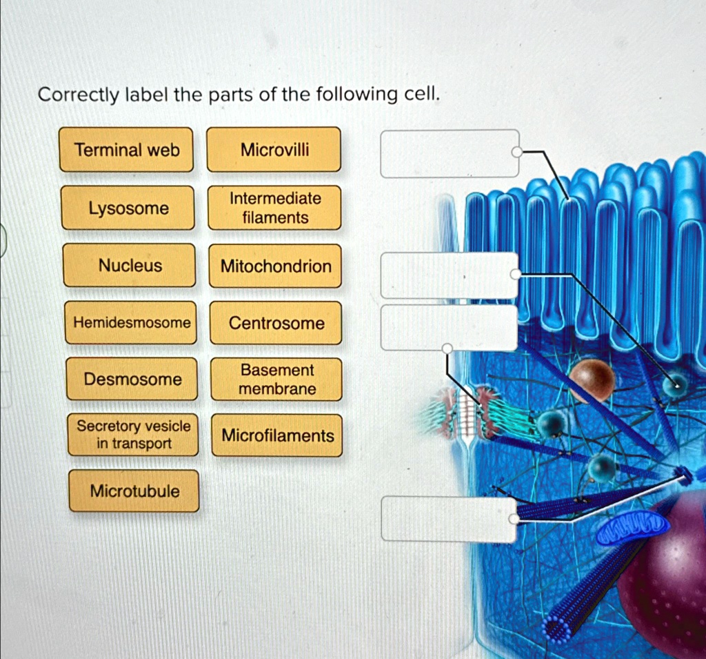 Correctly label the parts of the following cell. Correctly label the ...