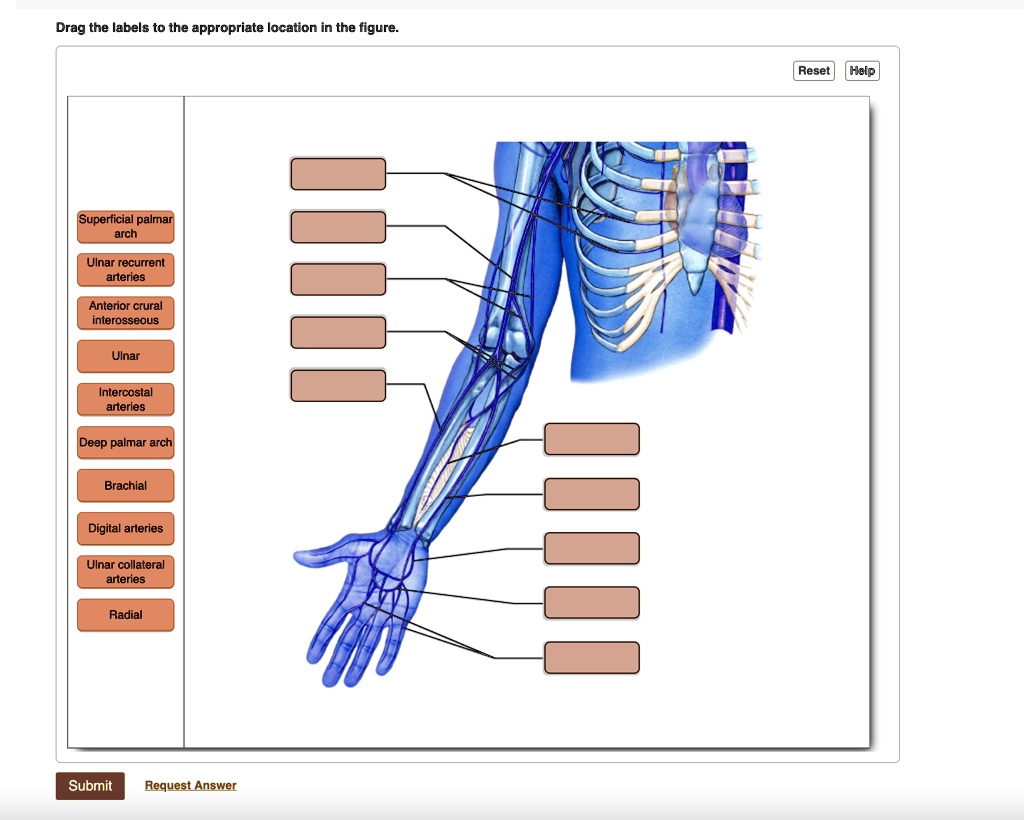 Drag the labels to the appropriate location in the figure. Reset Help ...