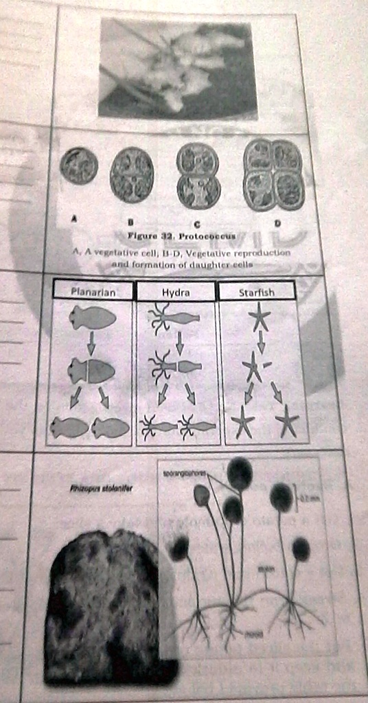 SOLVED: 'LEARNING TASK 2: Identify the type of asexual reproduction shown on the picture. Write ...